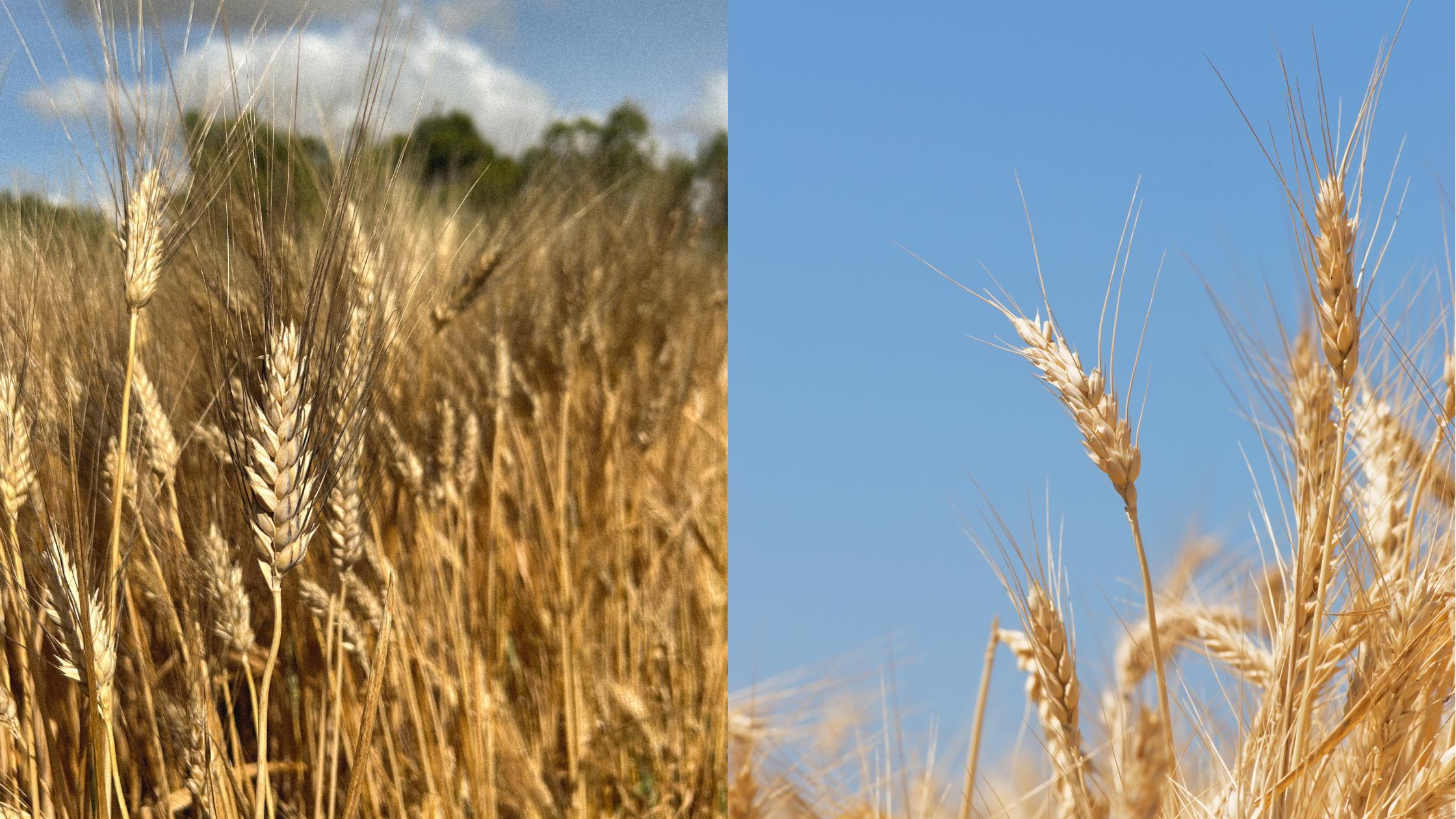 Quali sono le differenze fra il grano duro e il grano tenero? - Pasta ...